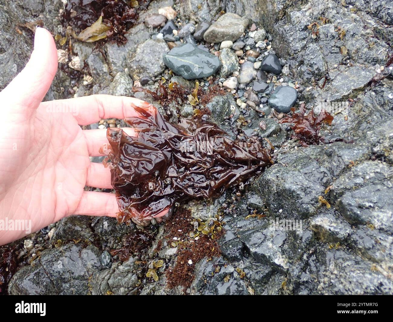 Pyropia hi-res stock photography and images - Alamy