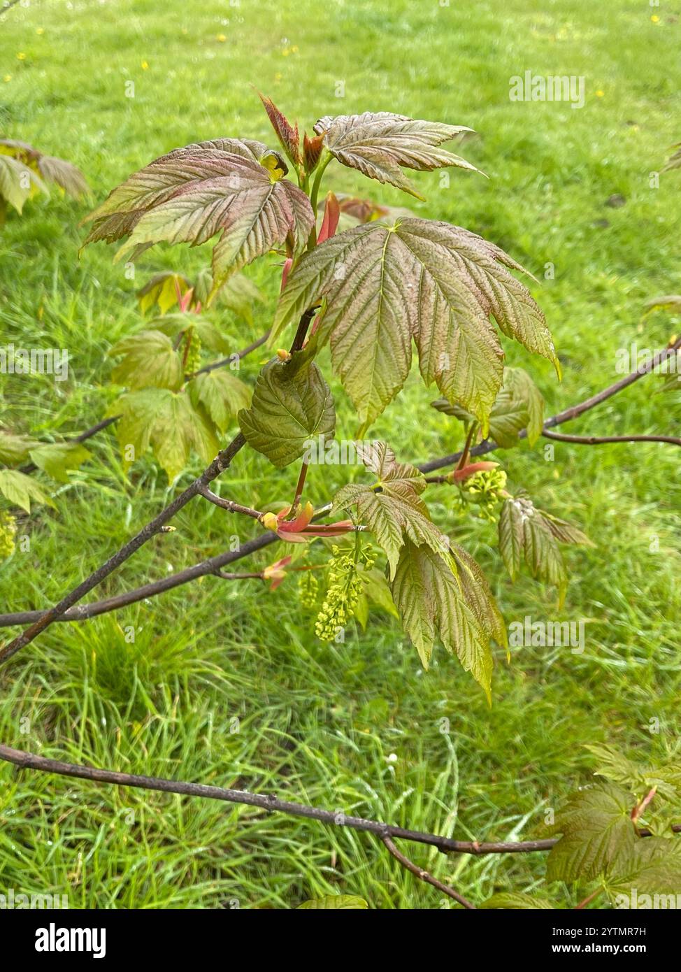 sycamore maple (Acer pseudoplatanus Stock Photo - Alamy