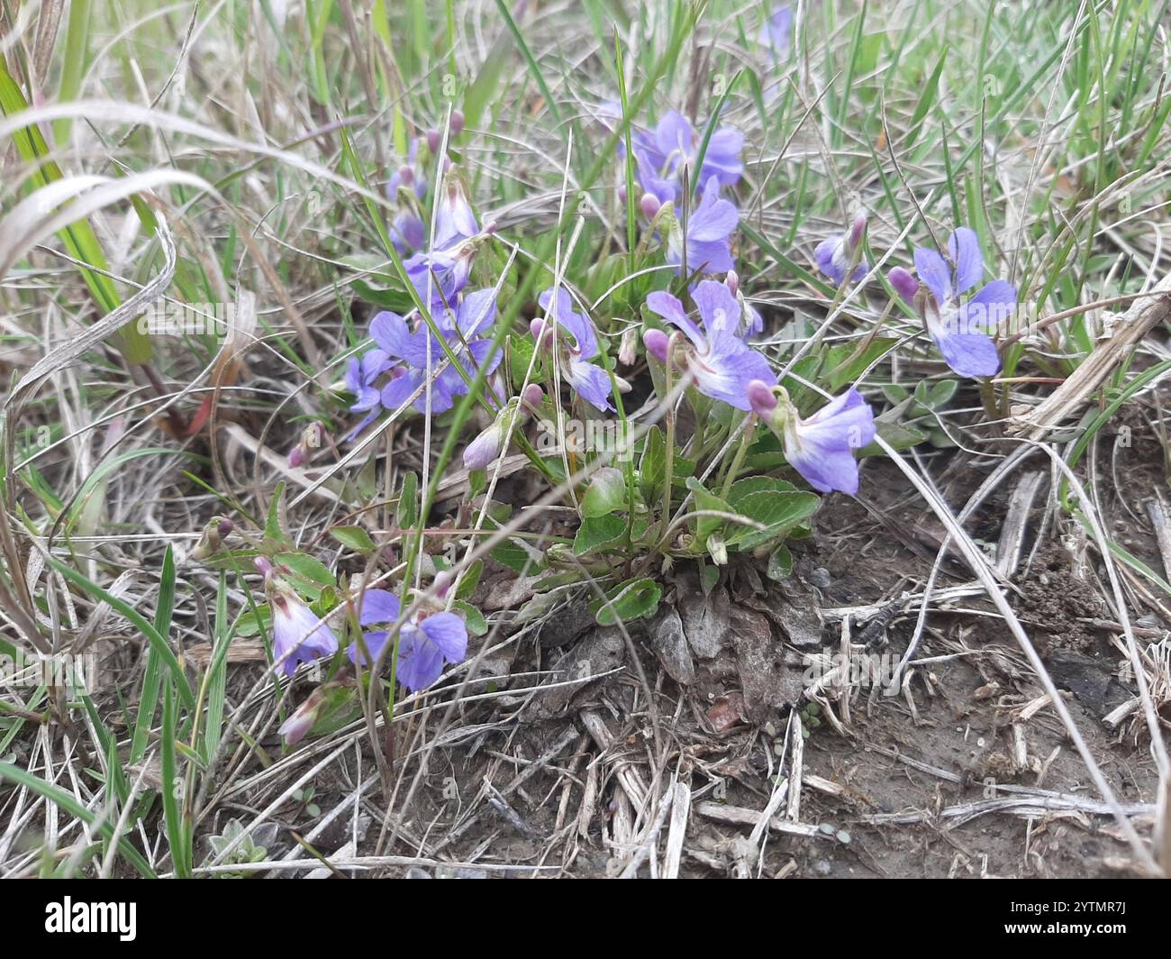 hookedspur violet (Viola adunca Stock Photo - Alamy