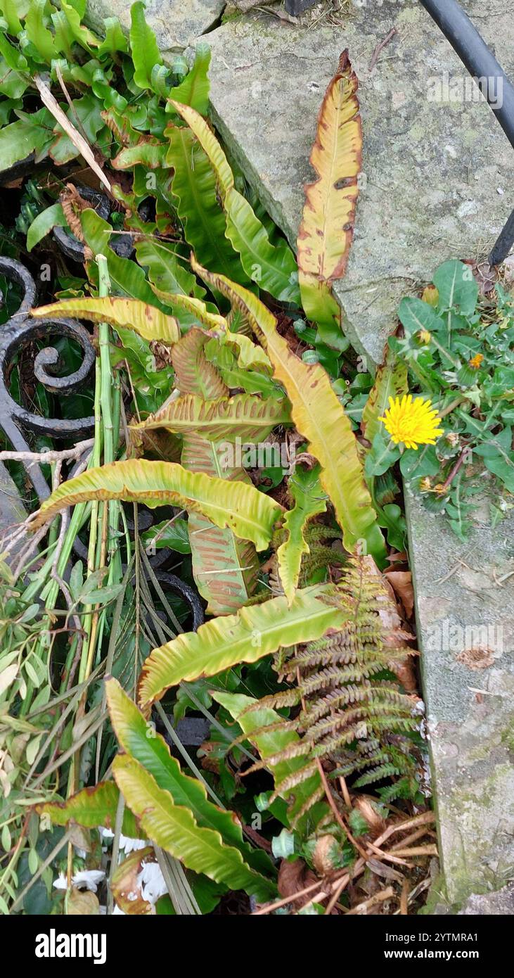 Hart's-tongue fern (Asplenium scolopendrium Stock Photo - Alamy
