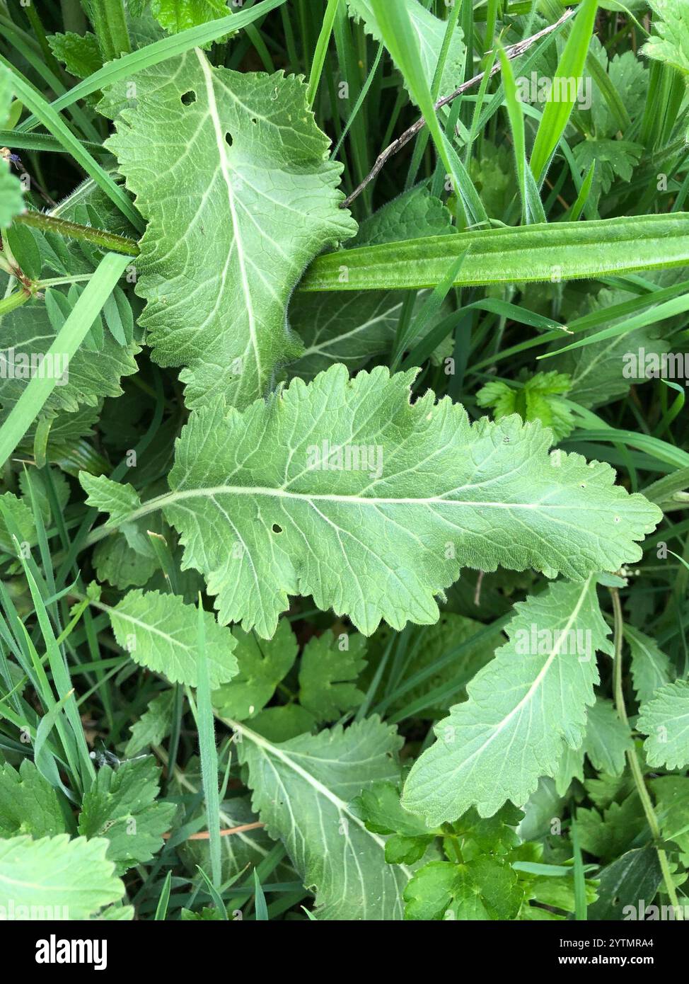 charlock (Mutarda arvensis Stock Photo - Alamy