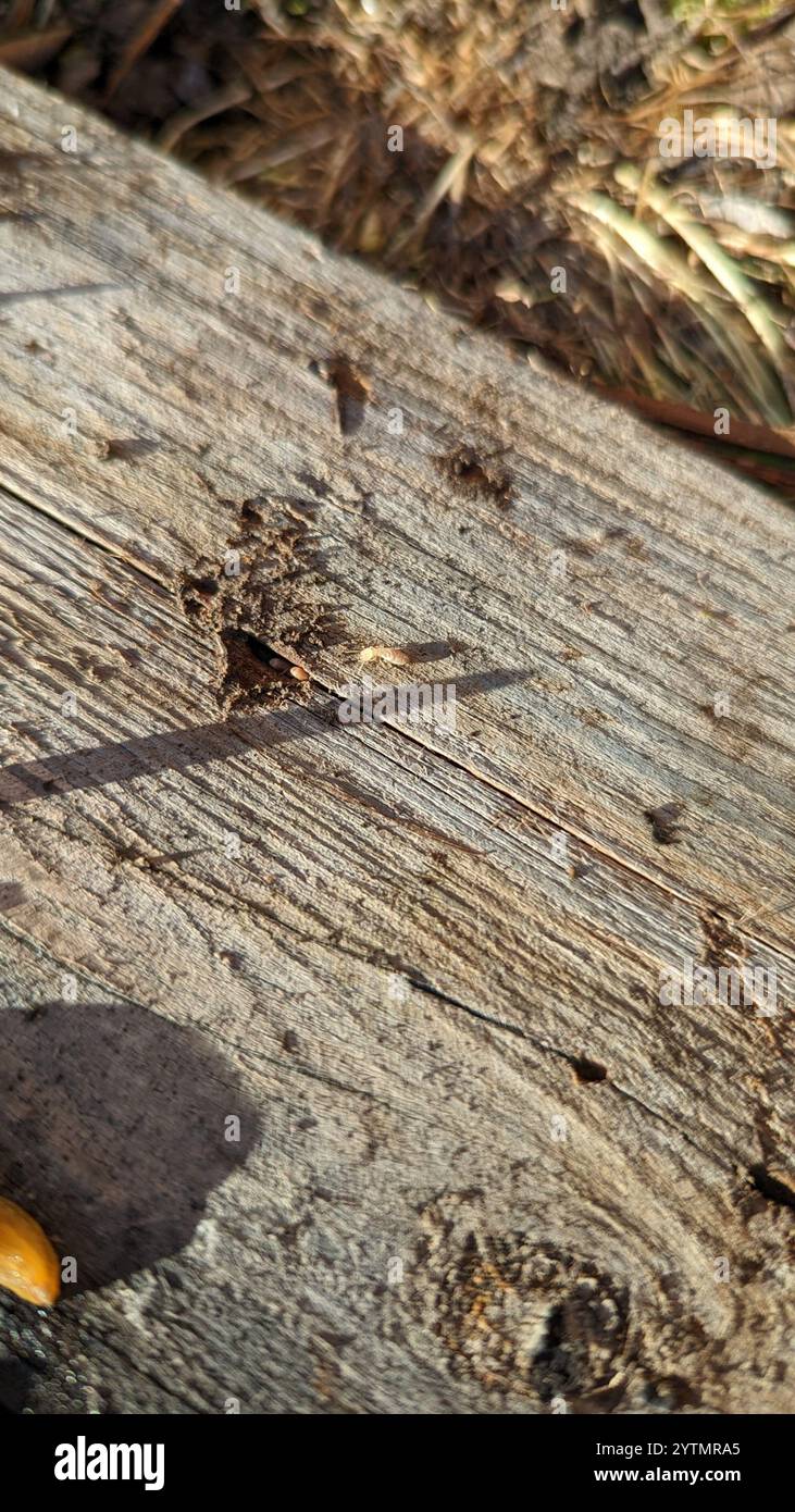 Eastern Subterranean Termite (Reticulitermes flavipes Stock Photo - Alamy
