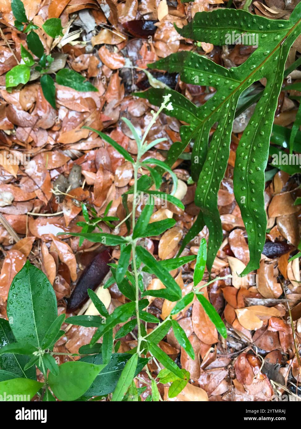 pineland croton (Croton linearis Stock Photo - Alamy