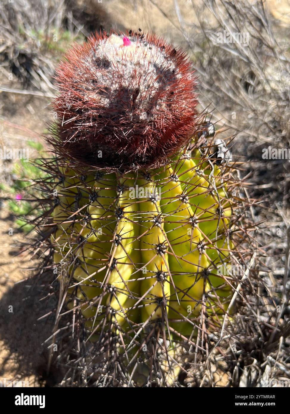 Turk's cap (melocactus intortus) hi-res stock photography and images ...