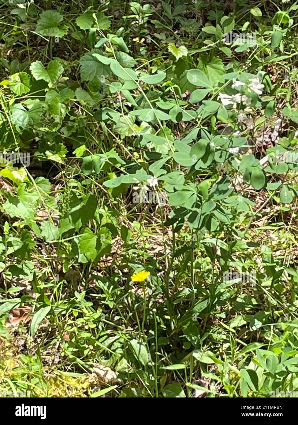 white wild indigo (Baptisia alba Stock Photo - Alamy