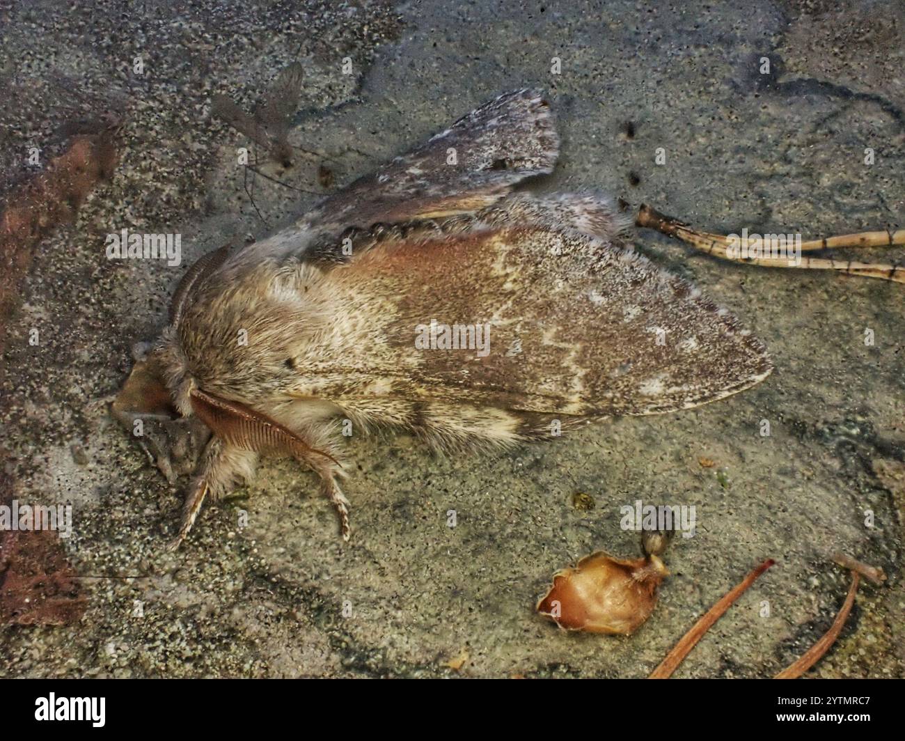 Lobster moth (Stauropus fagi Stock Photo - Alamy