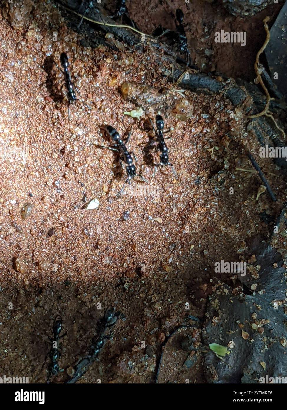 Matabele Ant (Megaponera analis Stock Photo - Alamy