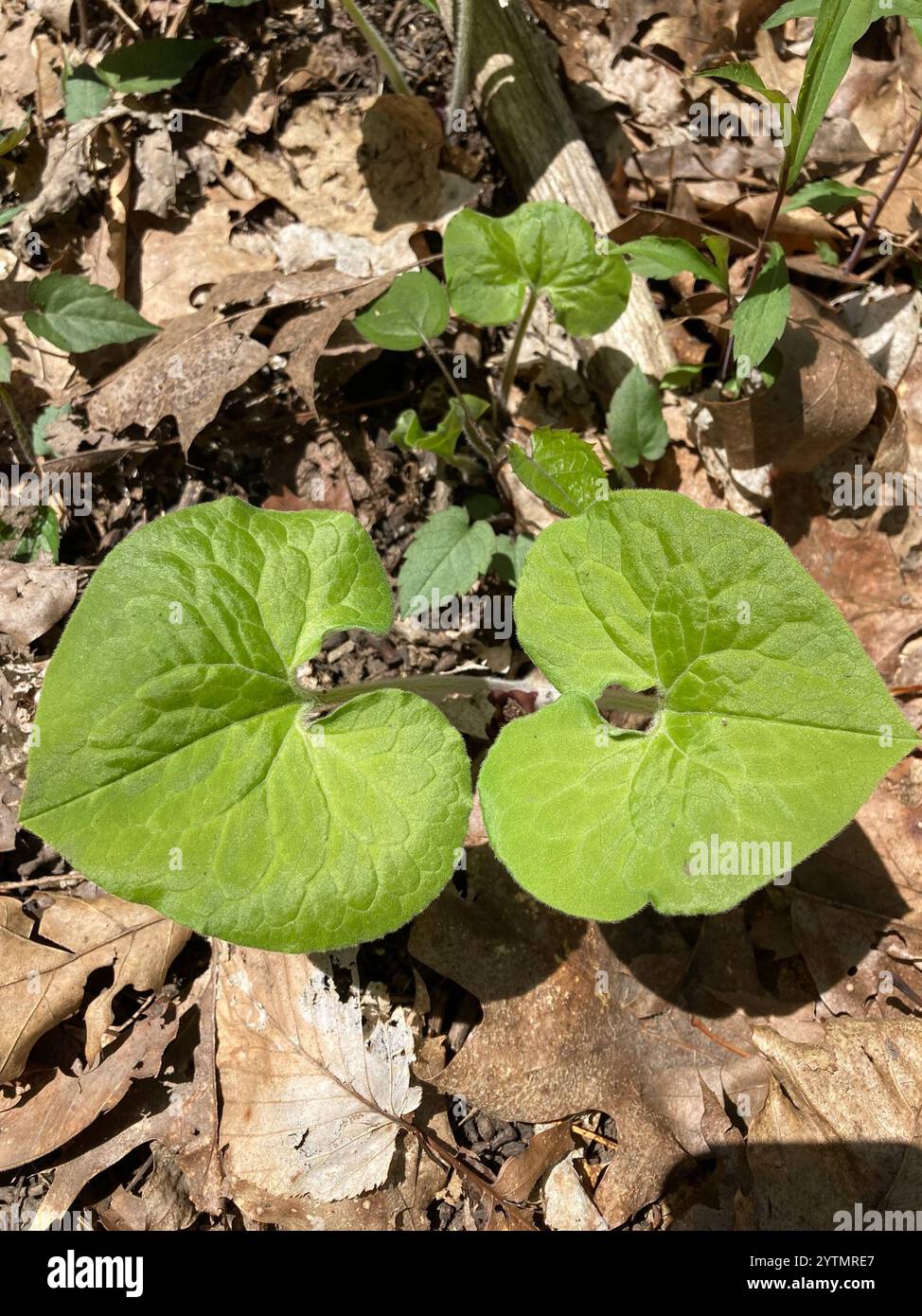Canadian wild ginger (Asarum canadense Stock Photo - Alamy