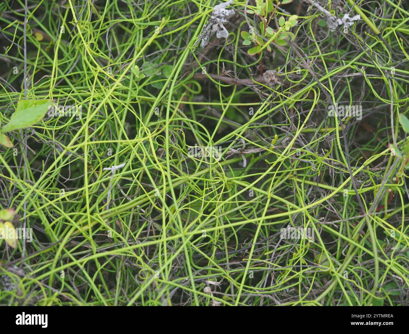 laurel dodder (Cassytha filiformis Stock Photo - Alamy