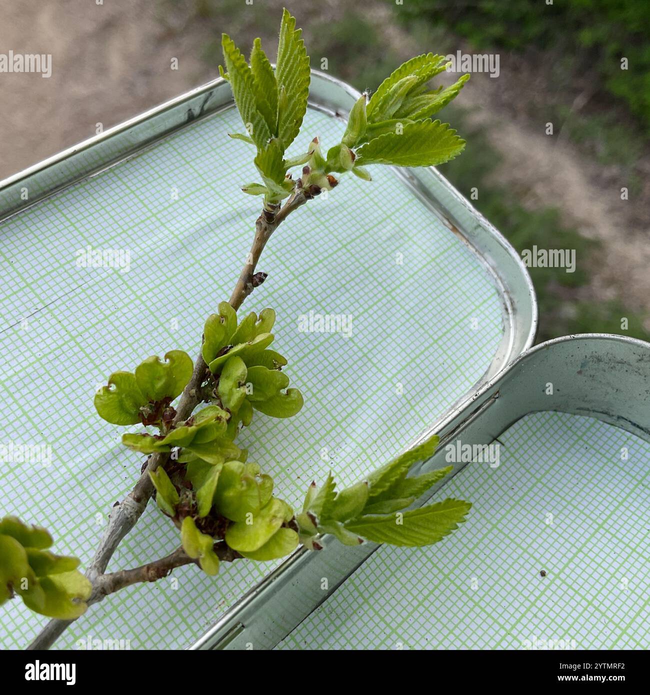 Siberian elm (Ulmus pumila Stock Photo - Alamy