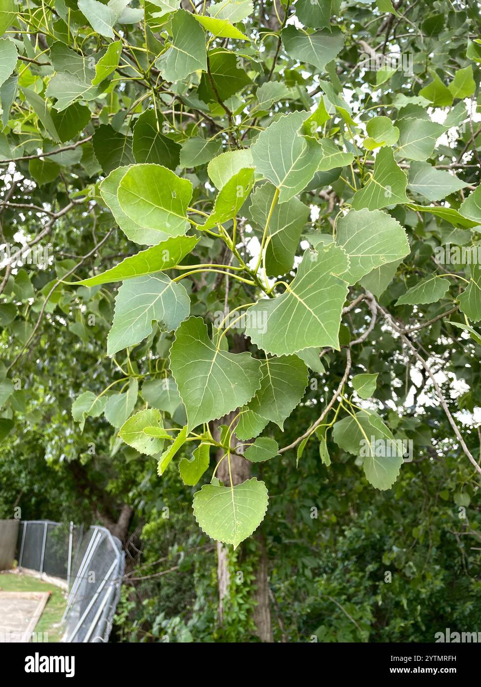 Eastern Cottonwood (Populus deltoides Stock Photo - Alamy