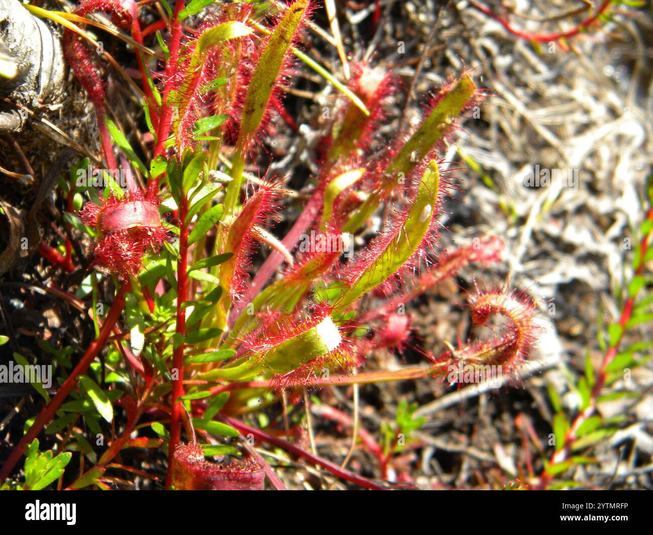 Cape Sundew (Drosera capensis Stock Photo - Alamy