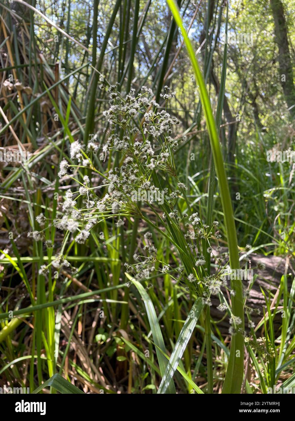 Panicled Bulrush (Scirpus microcarpus Stock Photo - Alamy