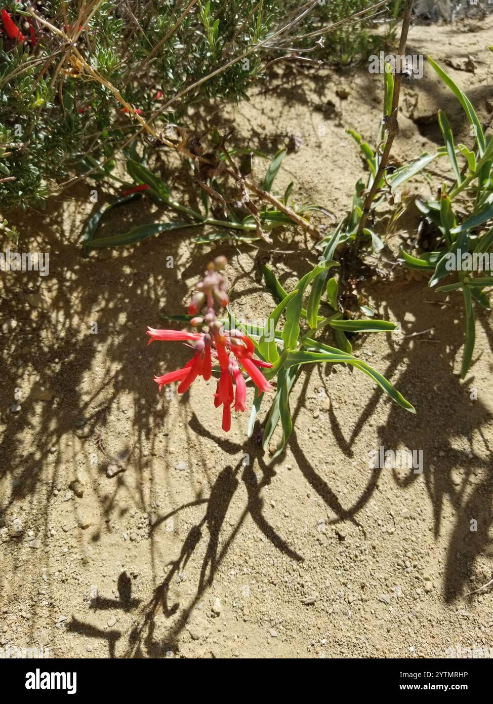scarlet bugler (Penstemon centranthifolius Stock Photo - Alamy