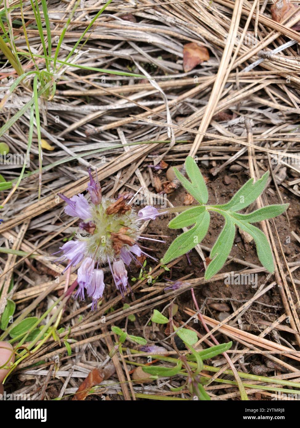 ballhead waterleaf (Hydrophyllum capitatum Stock Photo - Alamy