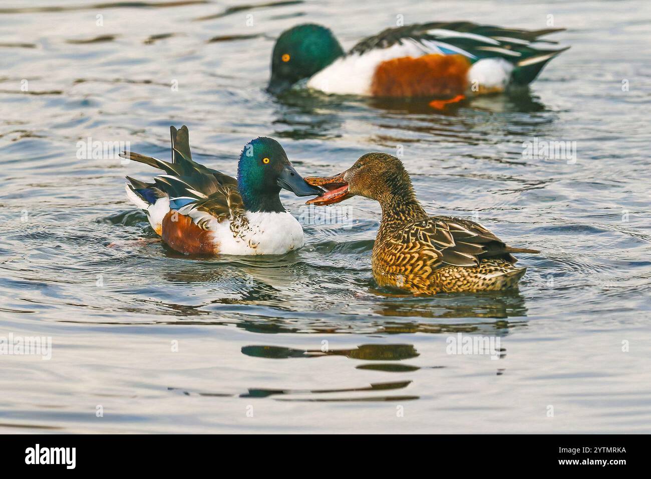 A Northern Shoveler duck couple engaged in courting behavior during the ...