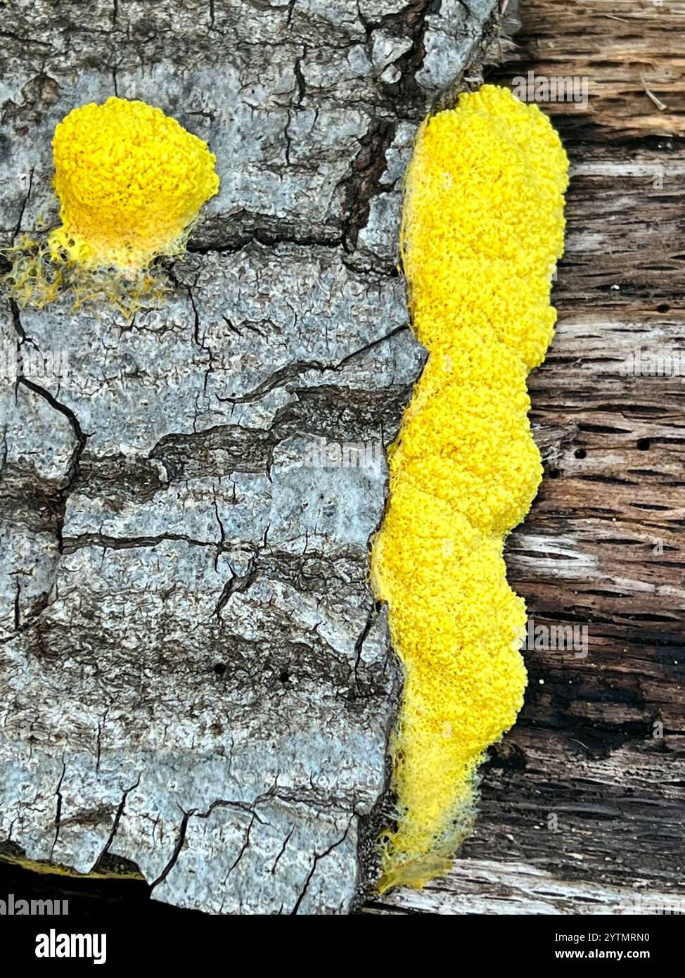 Dog Vomit Slime Mold (Fuligo septica Stock Photo - Alamy