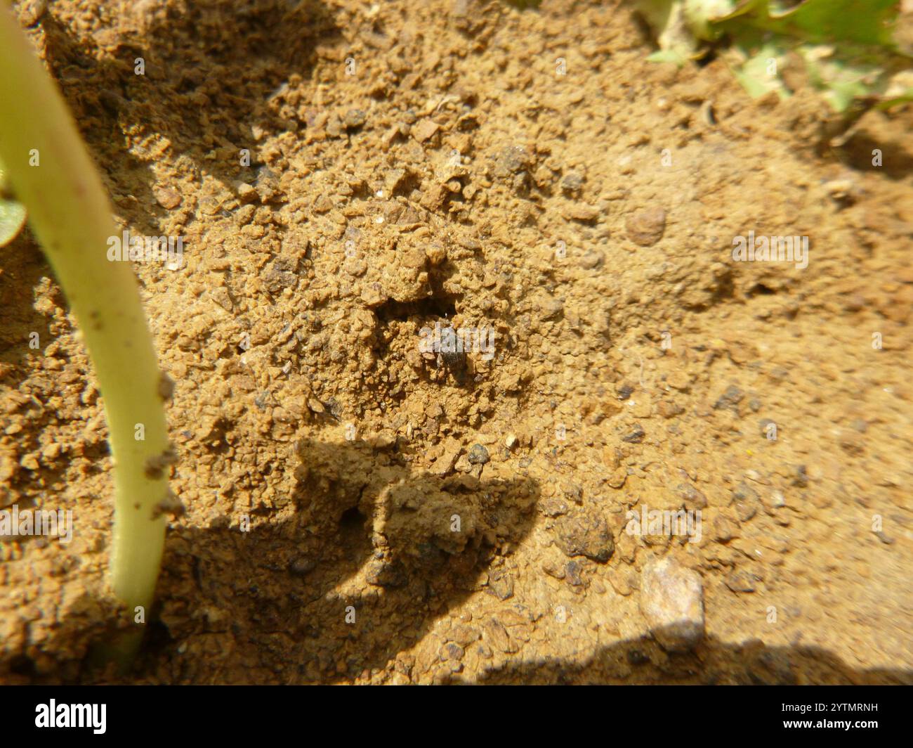 Rhinoncus hi-res stock photography and images - Alamy