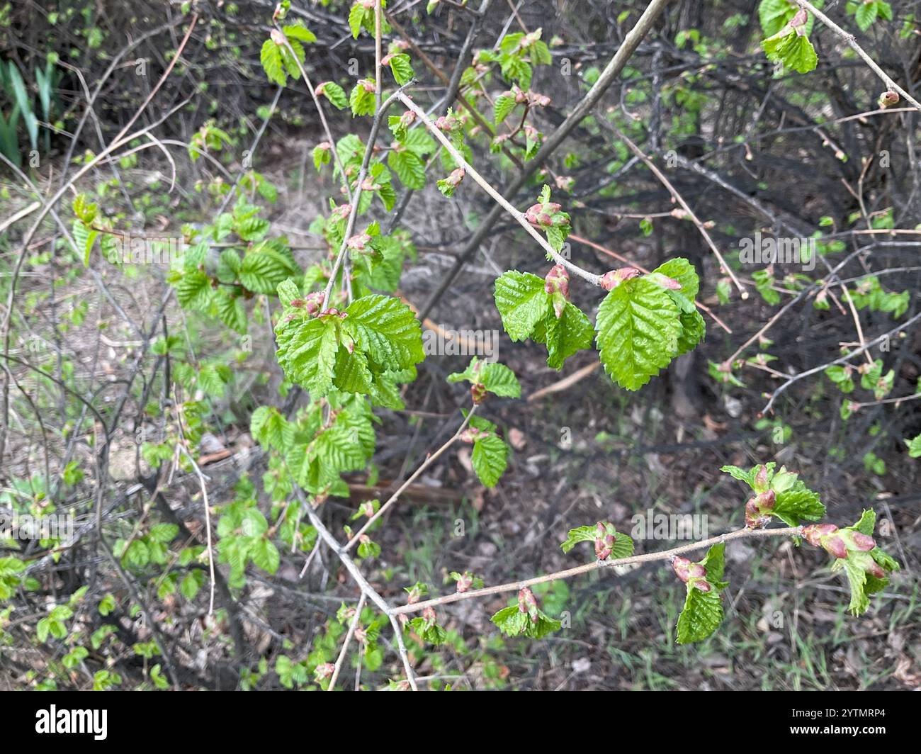 Family ulmaceae hi-res stock photography and images - Alamy