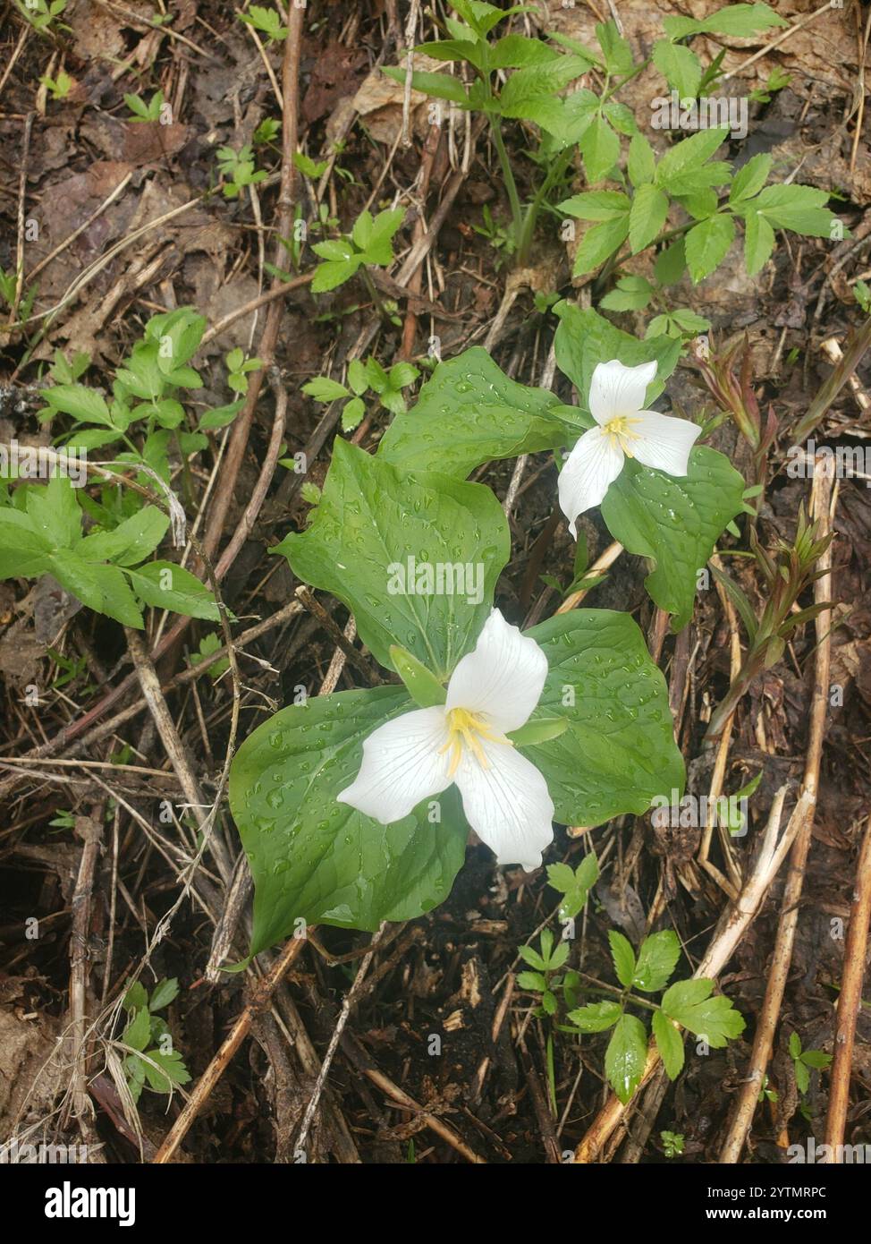 Pacific trillium (Trillium ovatum Stock Photo - Alamy