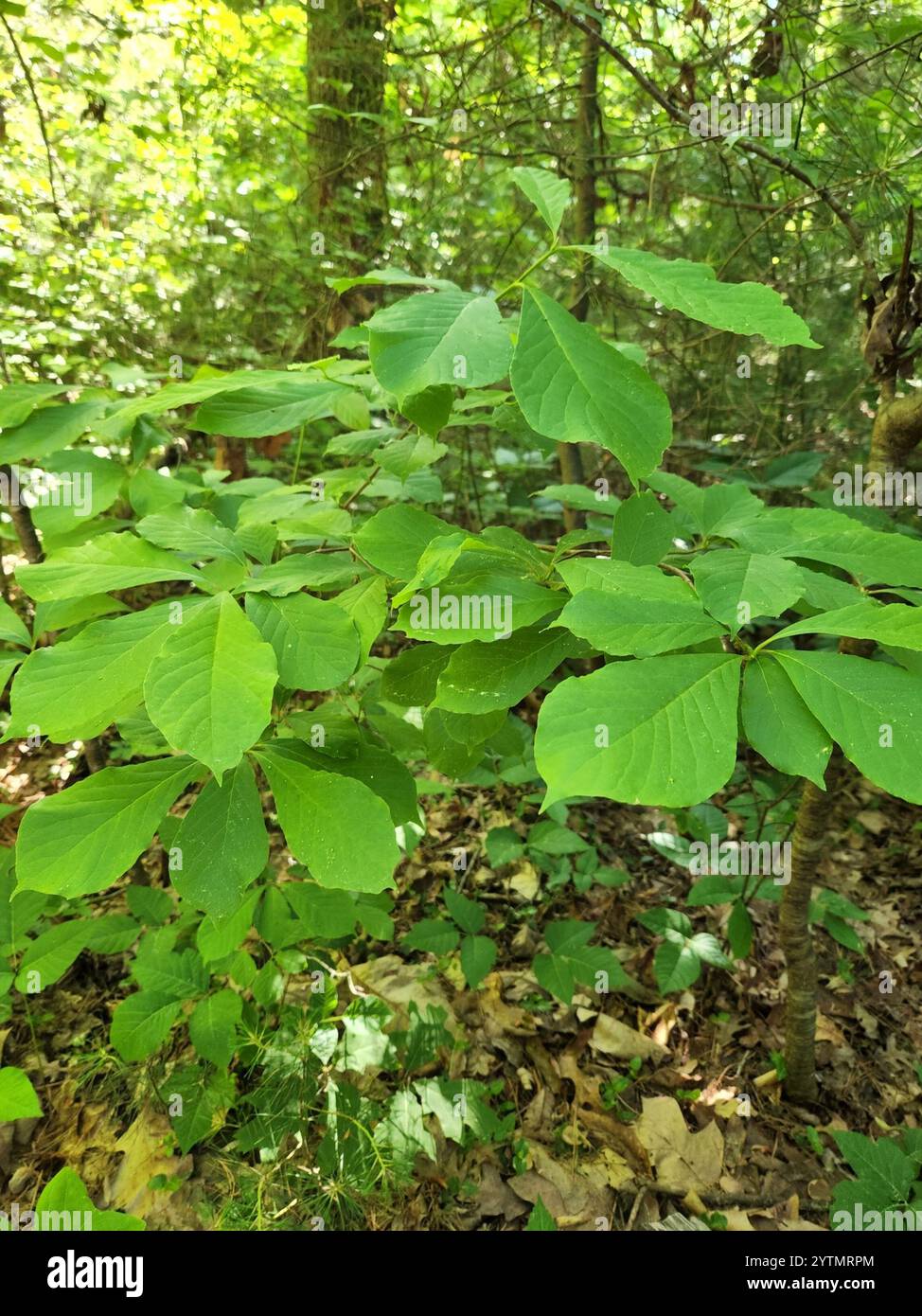 Bigleaf Snowbell (Styrax grandifolius Stock Photo - Alamy