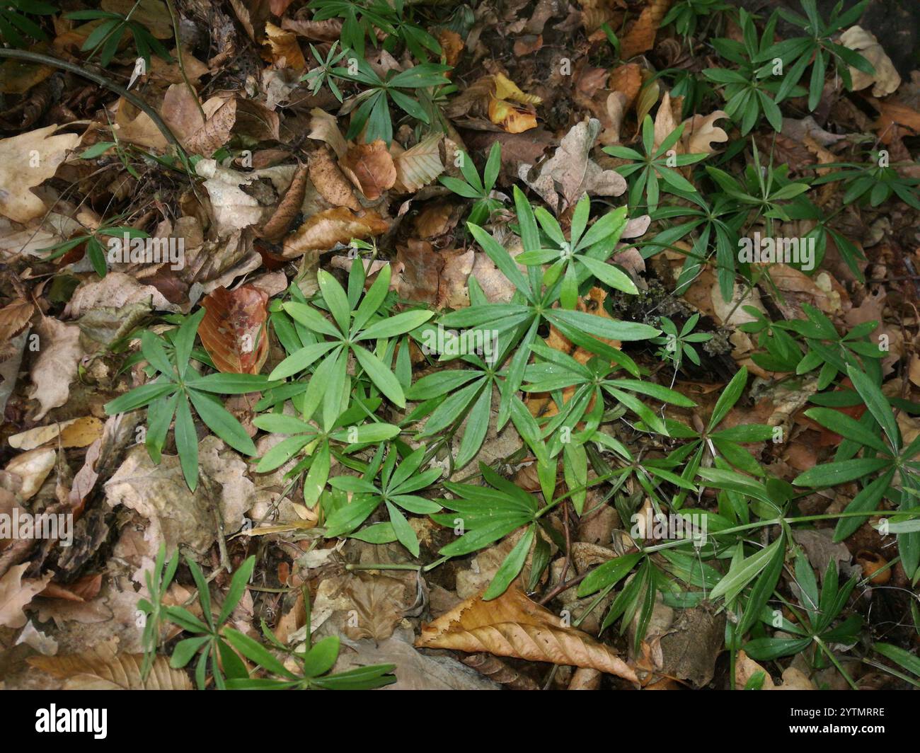 Wood Bedstraw (Galium sylvaticum Stock Photo - Alamy