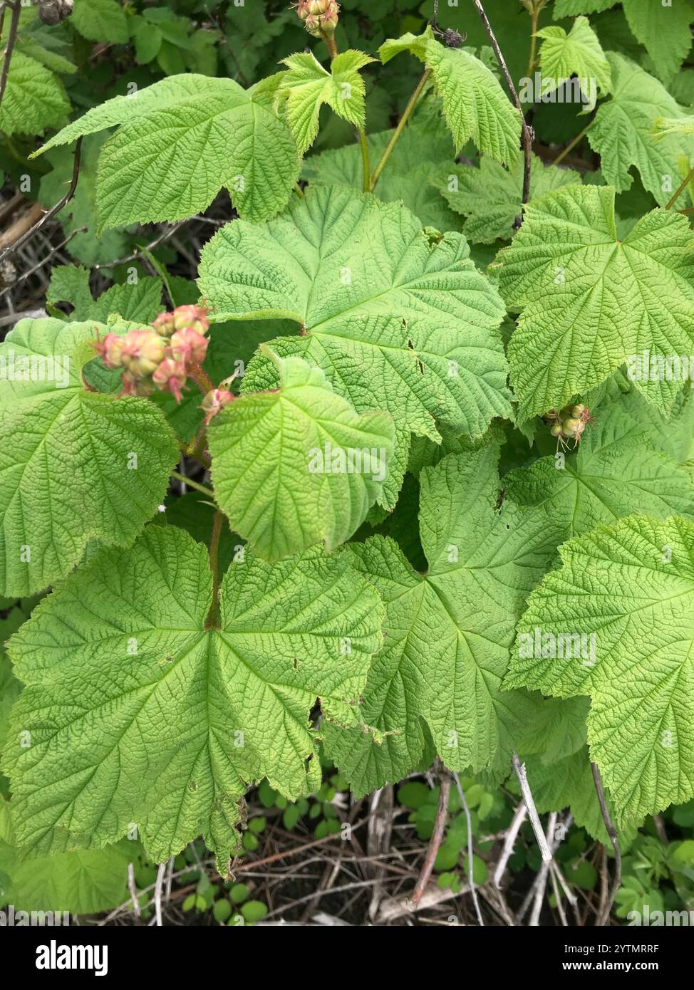 thimbleberry (Rubus parviflorus Stock Photo - Alamy