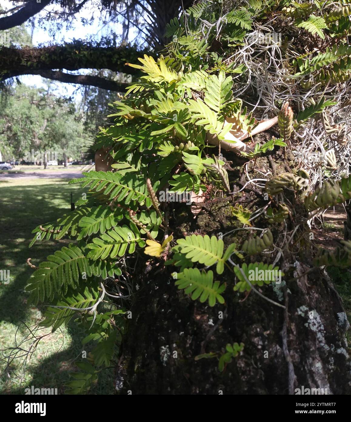 resurrection fern (Pleopeltis michauxiana Stock Photo - Alamy