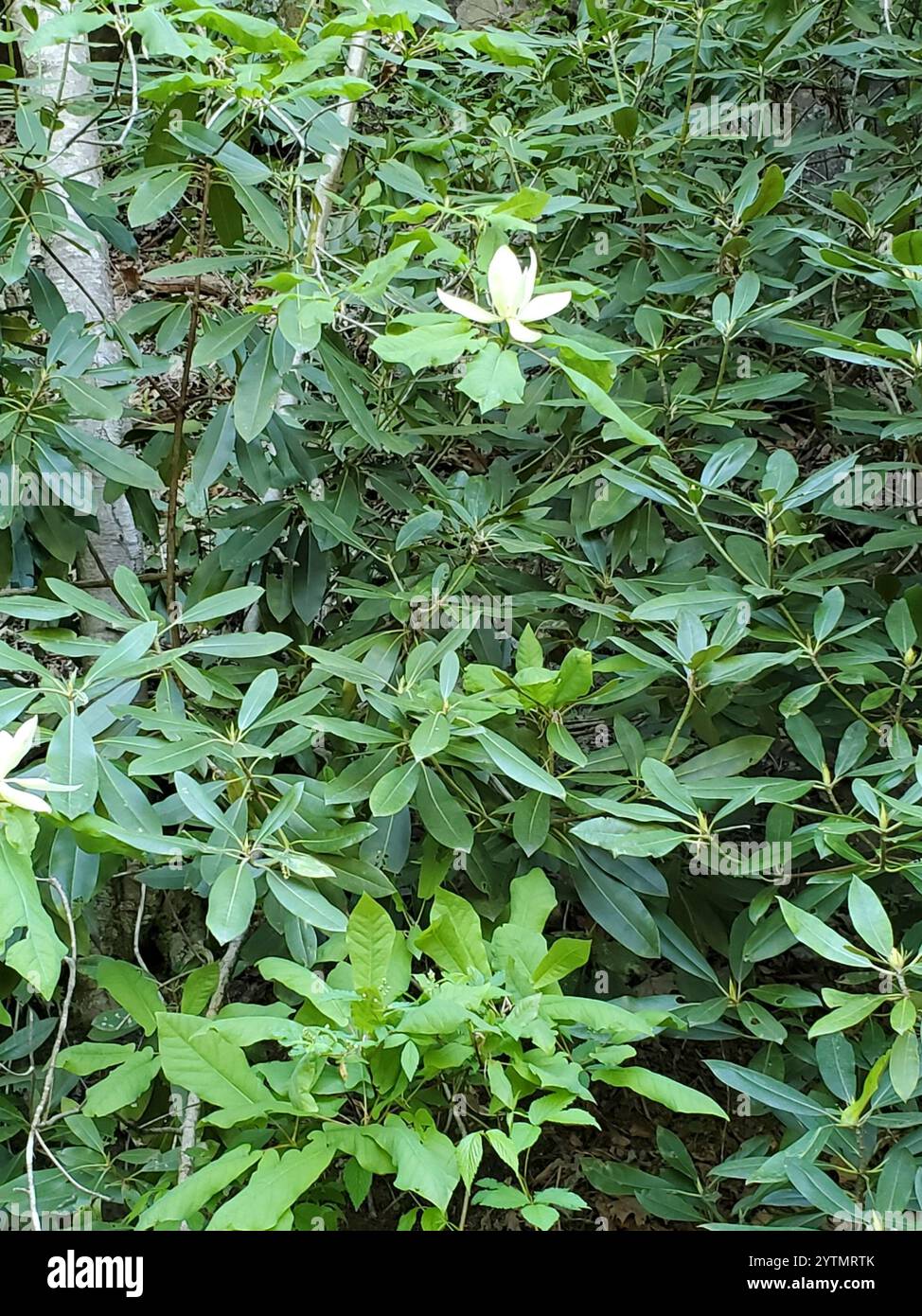 Fraser Magnolia (Magnolia fraseri Stock Photo - Alamy