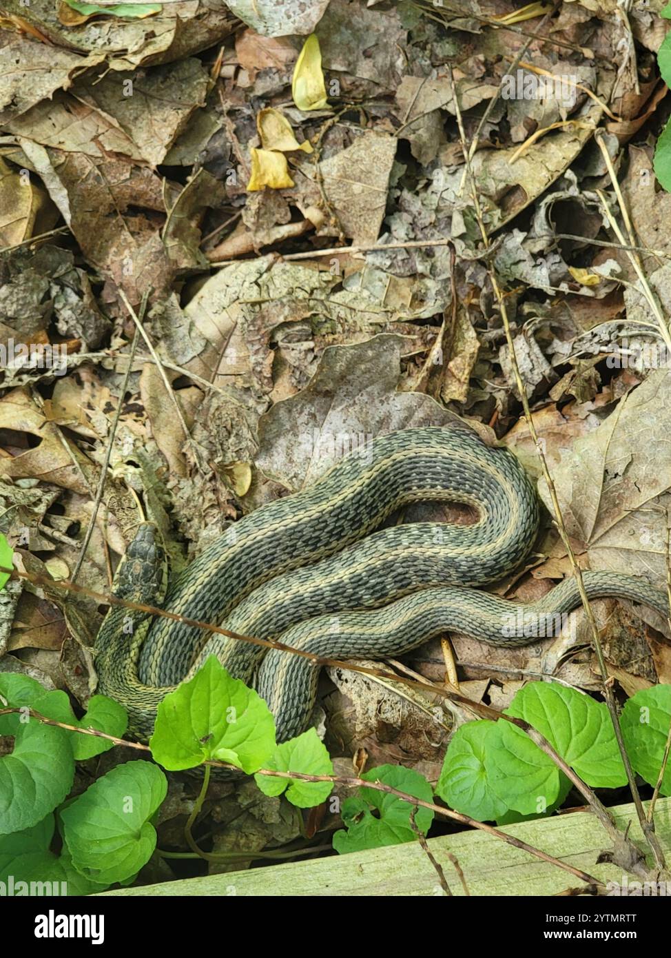 Common Garter Snake (Thamnophis sirtalis Stock Photo - Alamy