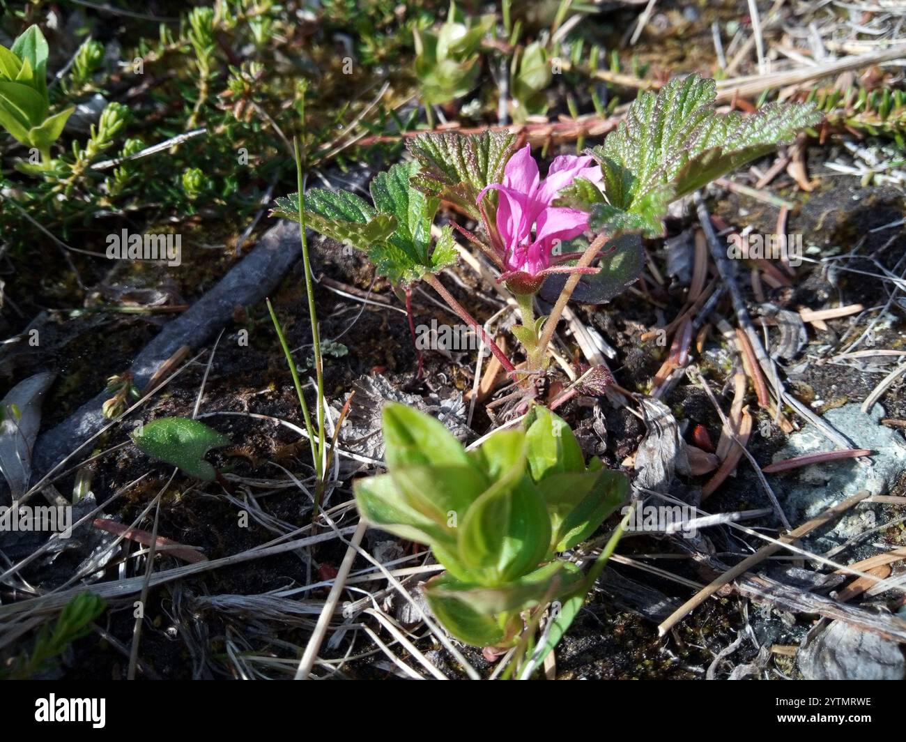 Arctic raspberry (Rubus arcticus Stock Photo - Alamy