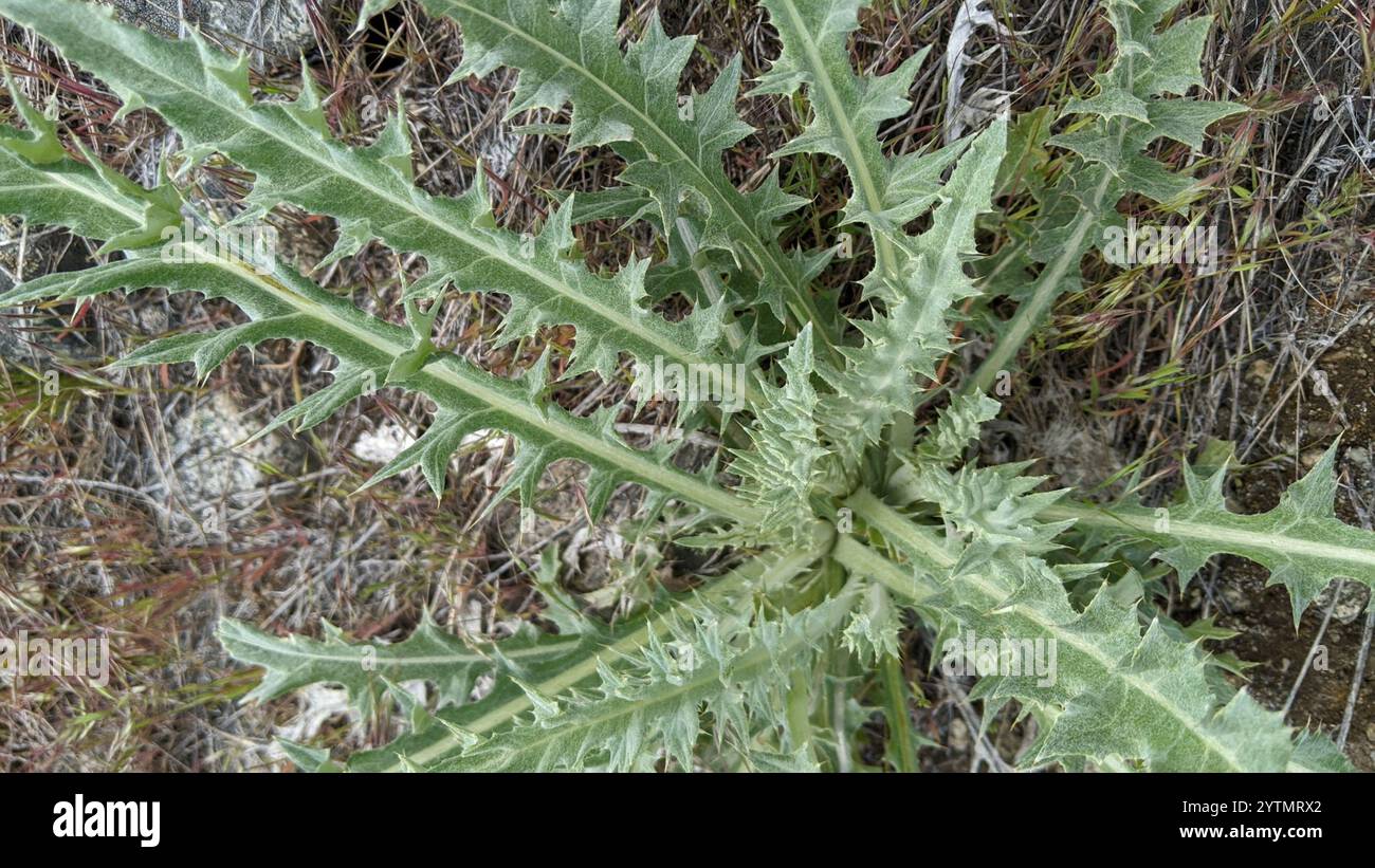 wavyleaf thistle (Cirsium undulatum Stock Photo - Alamy