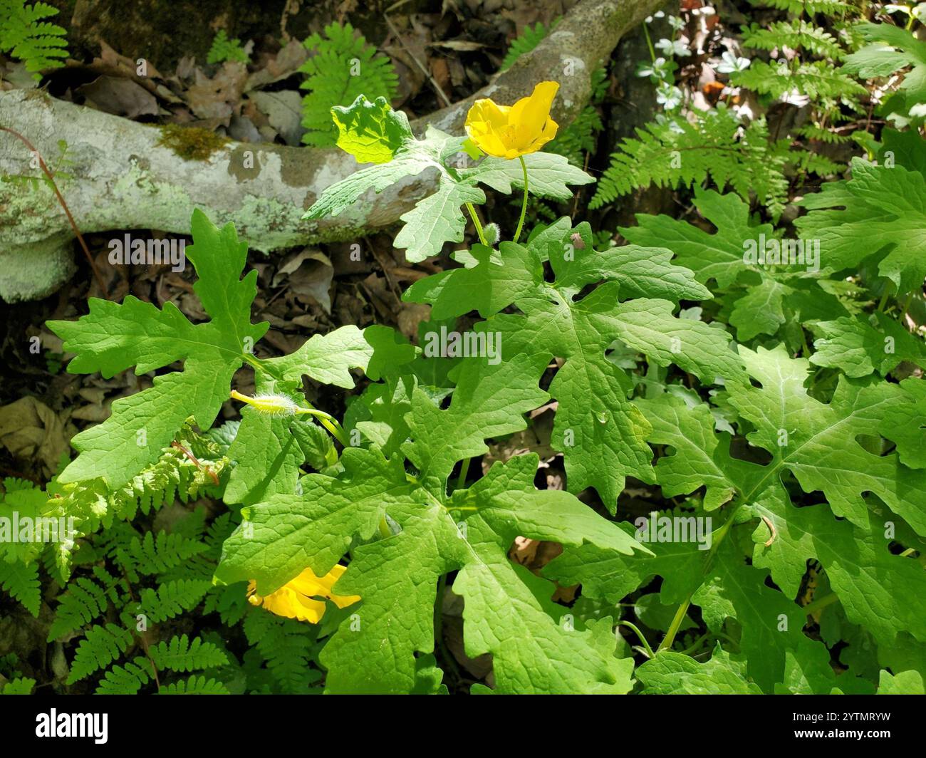Celandine Poppy (Stylophorum diphyllum Stock Photo - Alamy