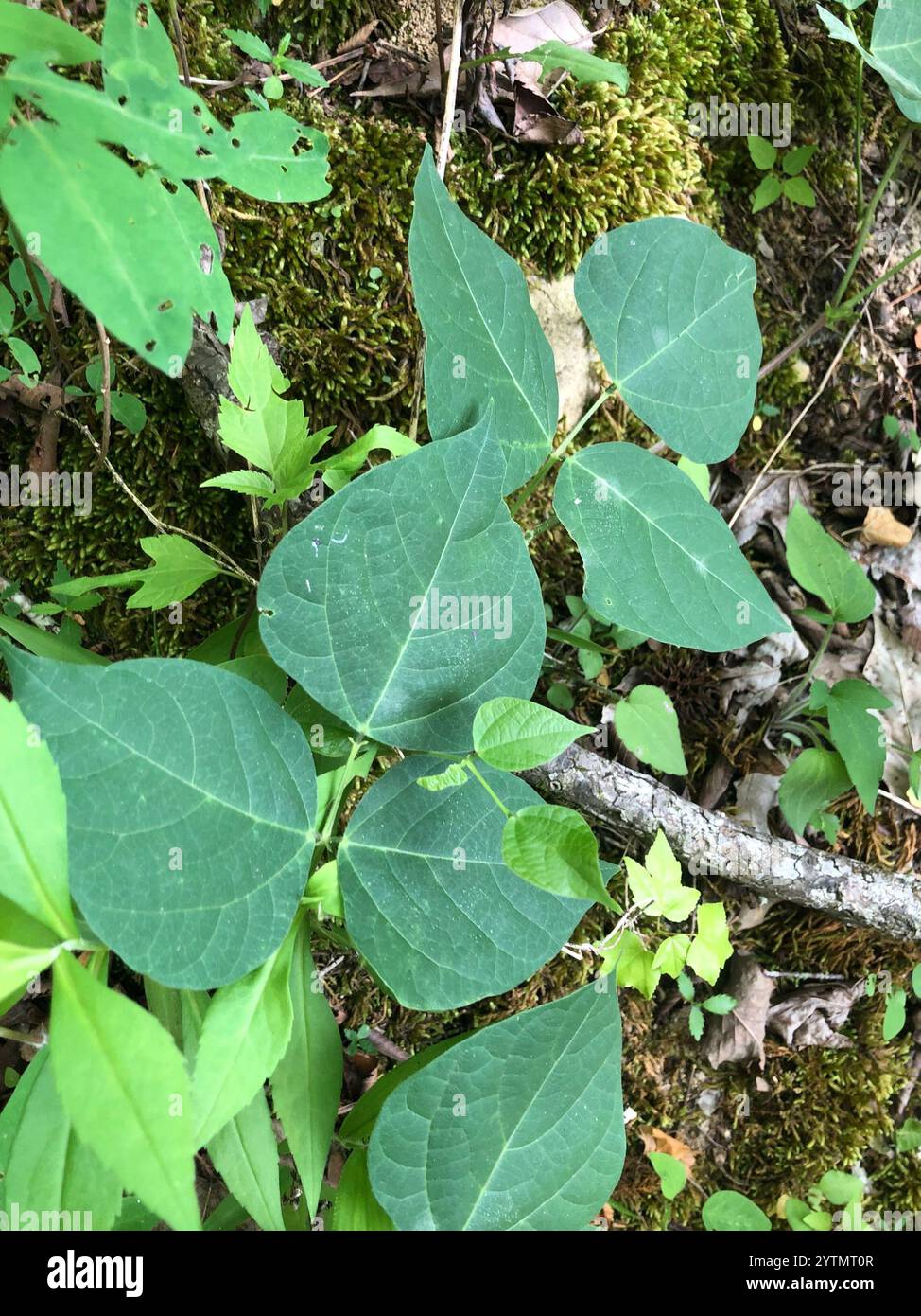 Thicket Bean (Phaseolus polystachios Stock Photo - Alamy