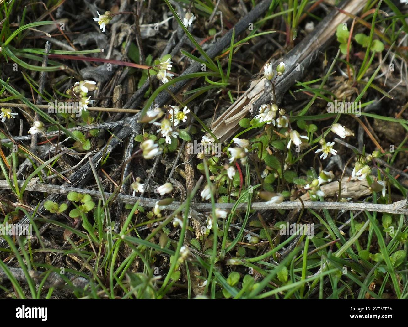 Common Whitlowgrass (Draba verna Stock Photo - Alamy