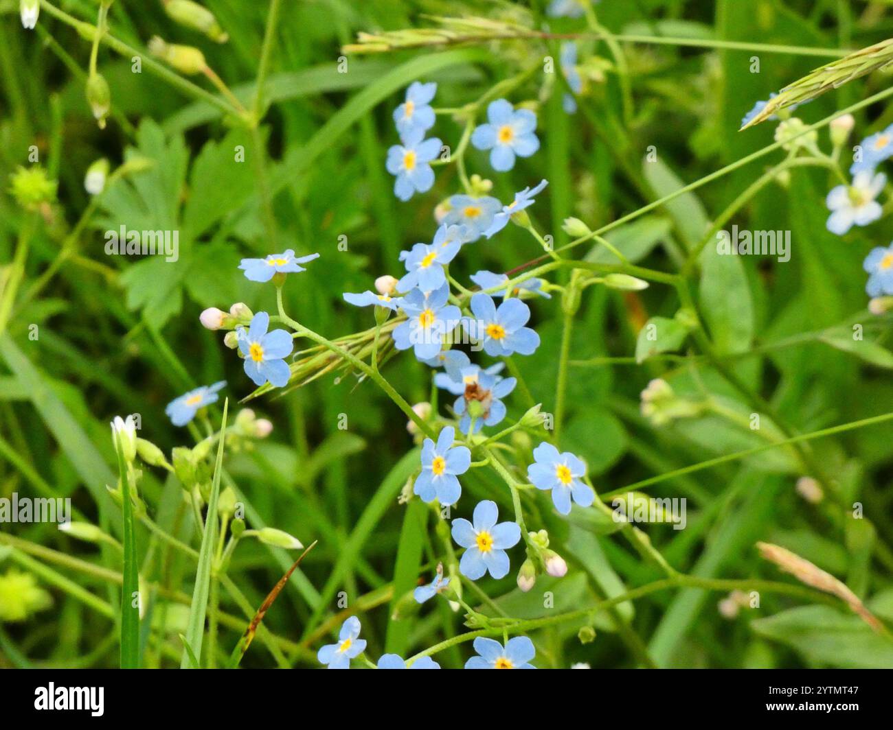 water forget-me-not (Myosotis scorpioides Stock Photo - Alamy