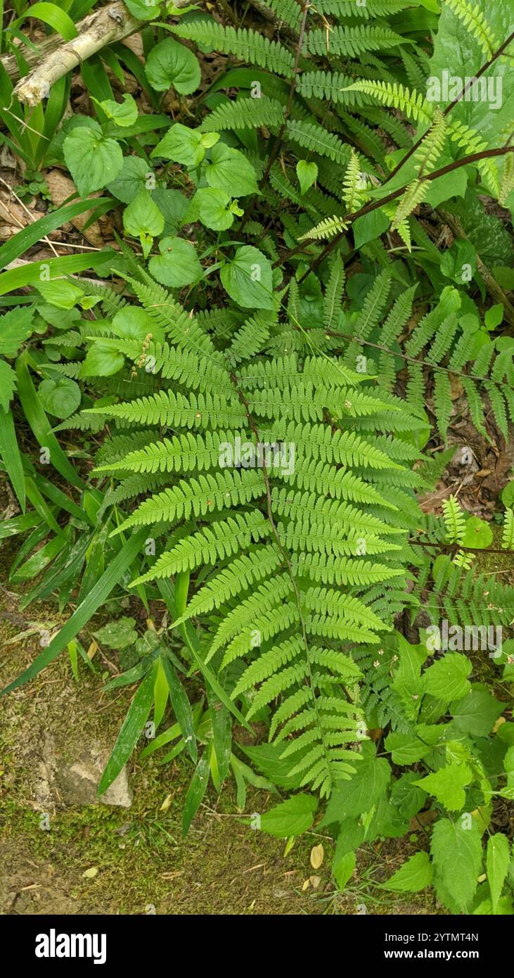 southern lady fern (Athyrium asplenioides Stock Photo - Alamy