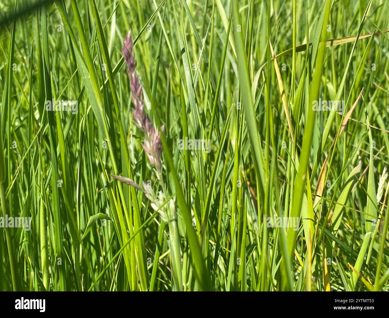Yorkshire fog (Holcus lanatus Stock Photo - Alamy