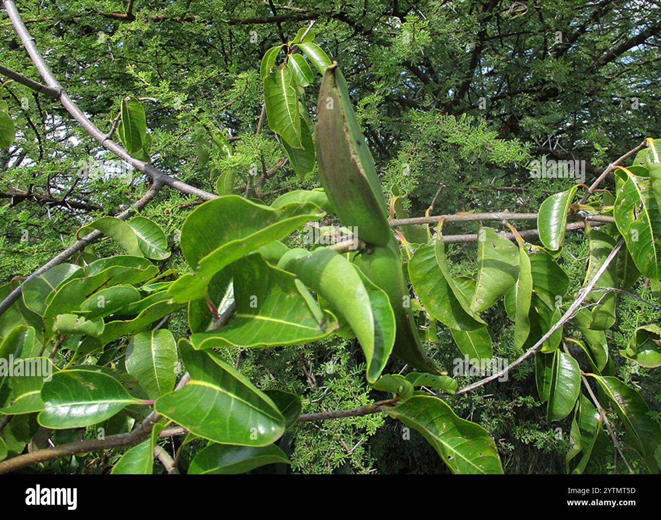 Rubber Vine (Cryptostegia grandiflora Stock Photo - Alamy