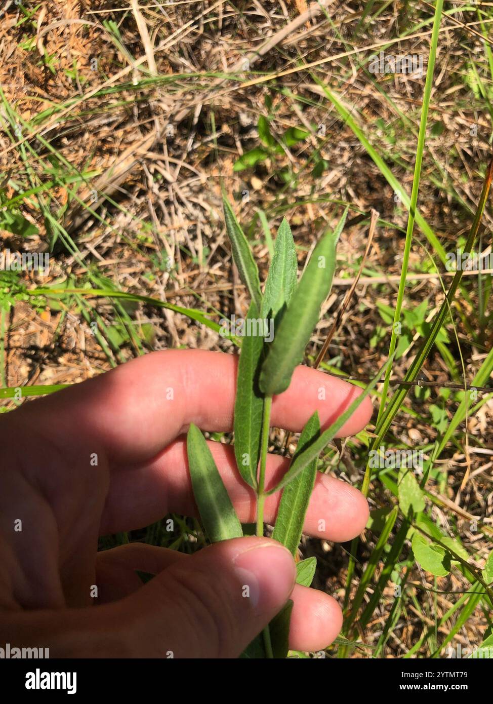green comet milkweed (Asclepias viridiflora Stock Photo - Alamy