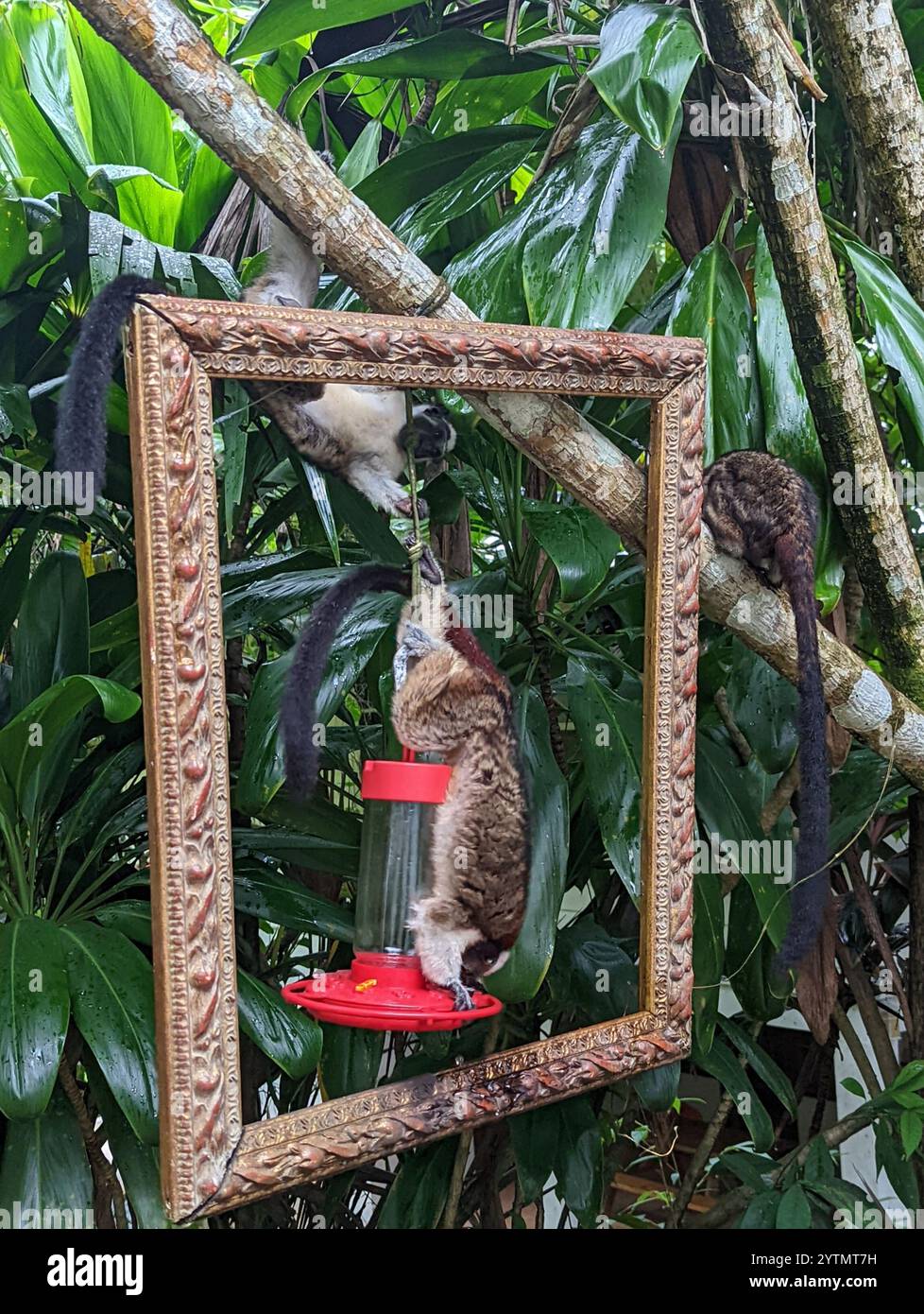 Geoffroy’s Tamarin (Saguinus geoffroyi Stock Photo - Alamy