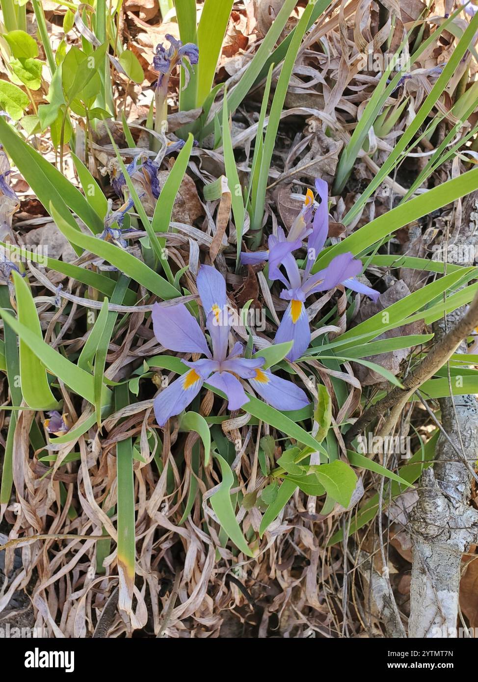 Iris verna hi-res stock photography and images - Alamy
