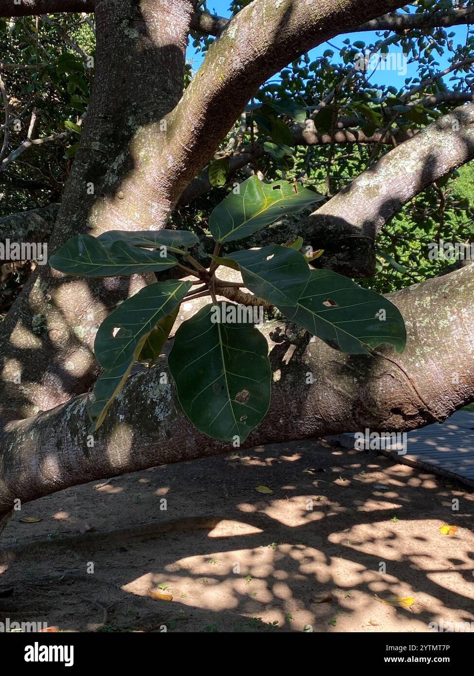 Giantleaf Fig (Ficus lutea Stock Photo - Alamy