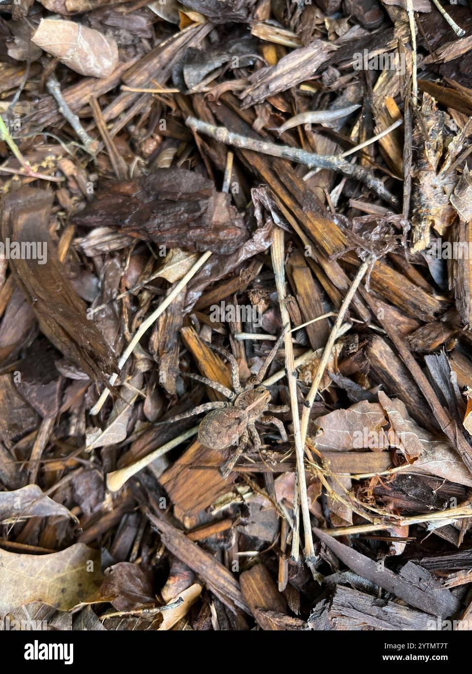 Georgia Wolf Spider (Tigrosa georgicola Stock Photo - Alamy