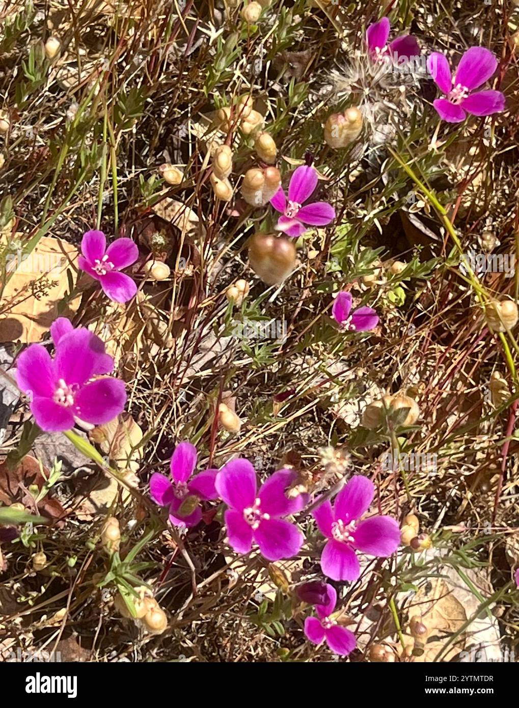 Winecup Clarkia (Clarkia purpurea Stock Photo - Alamy