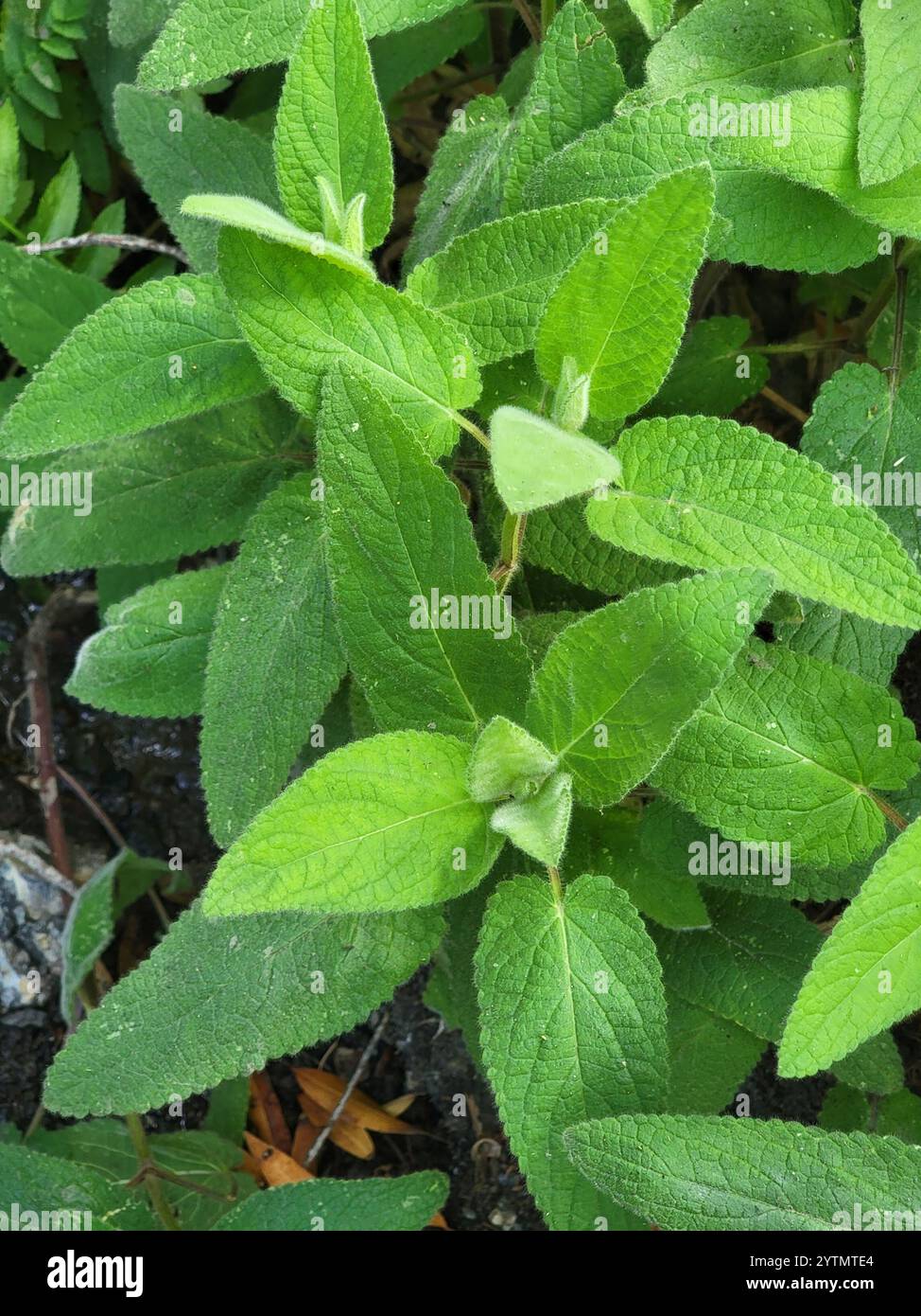 short-spiked hedge nettle (Stachys pycnantha Stock Photo - Alamy