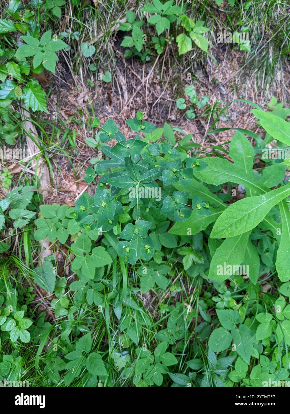 Sweet Spurge (Euphorbia dulcis Stock Photo - Alamy