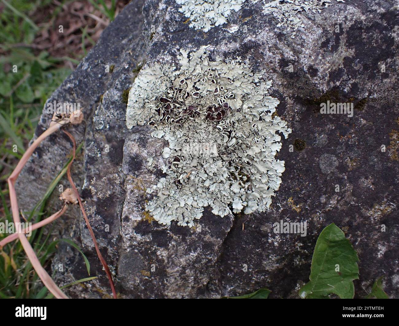 common lichens (Lecanoromycetes Stock Photo - Alamy