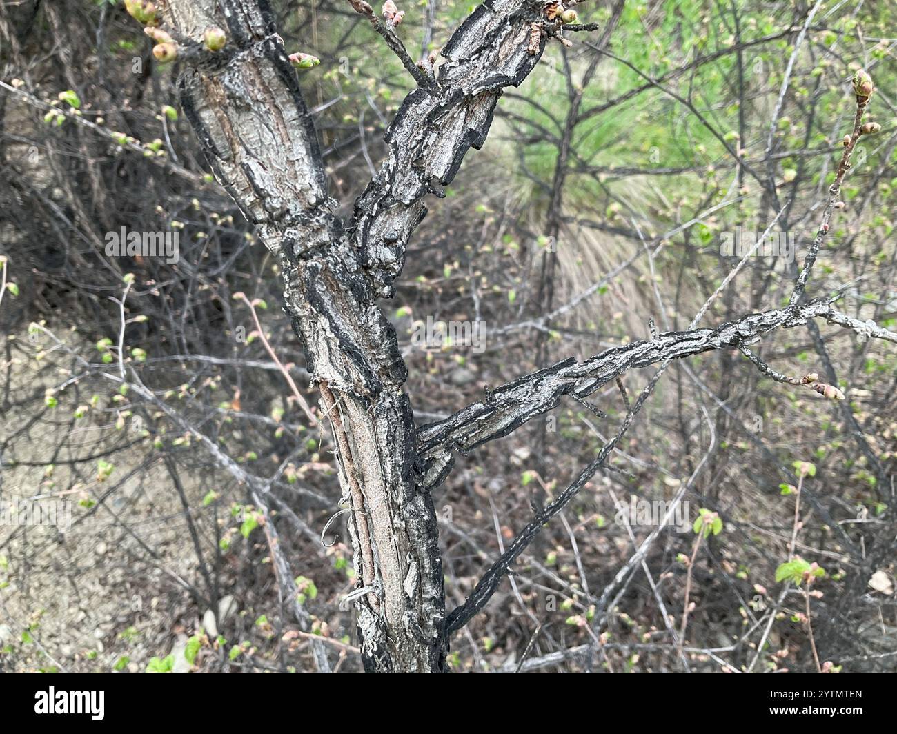 elm family (Ulmaceae Stock Photo - Alamy