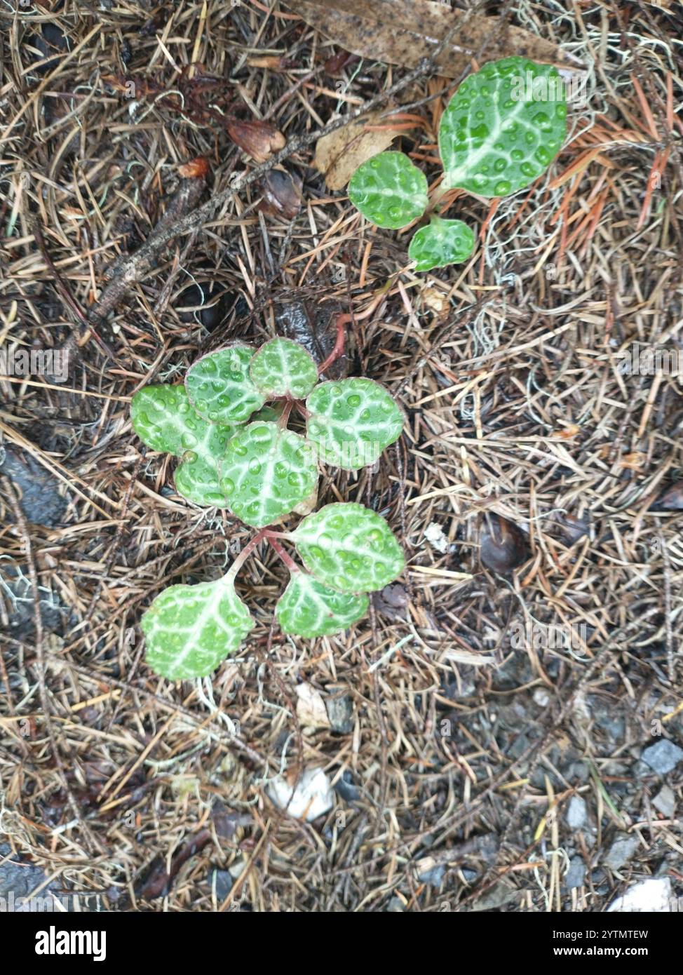 white-veined wintergreen (Pyrola picta Stock Photo - Alamy
